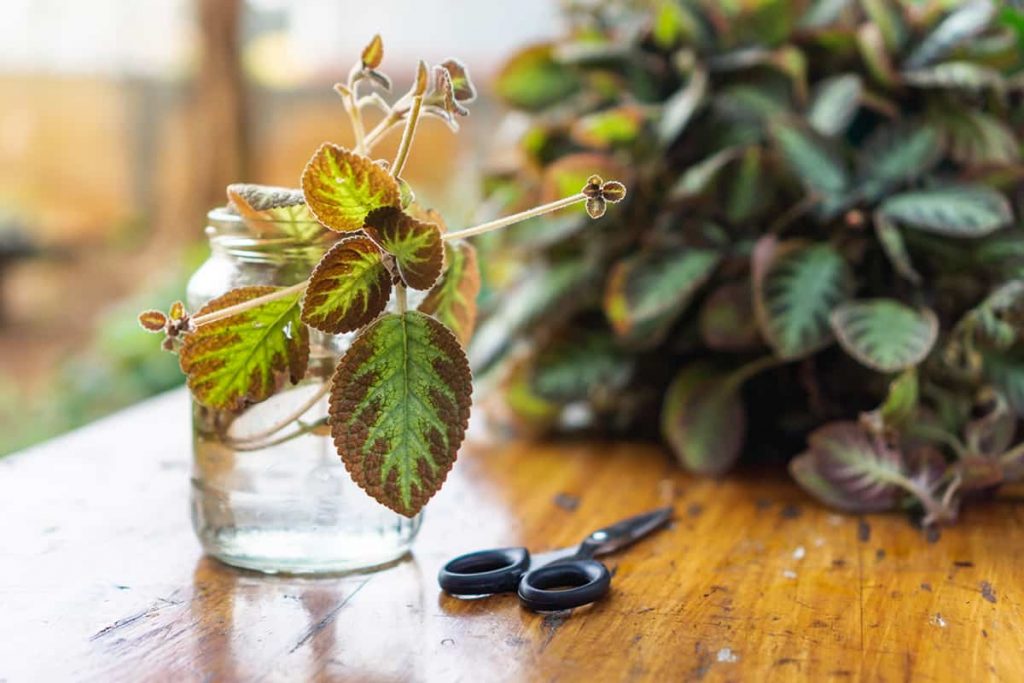 18 Houseplants You Should Propagate in February - Plantglossary