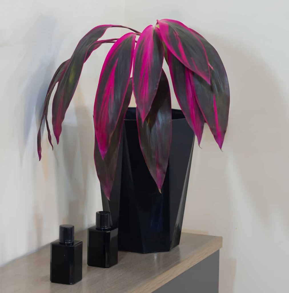 15 Stunning Black Houseplants For Any Home - Plantglossary