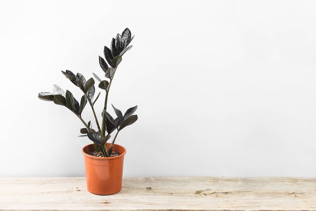 15 Stunning Black Houseplants For Any Home - Plantglossary
