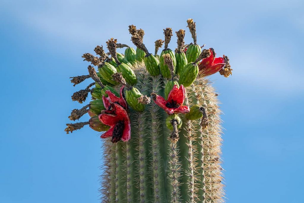 11 Surprising Fruits that Grow on Cactus - Plantglossary