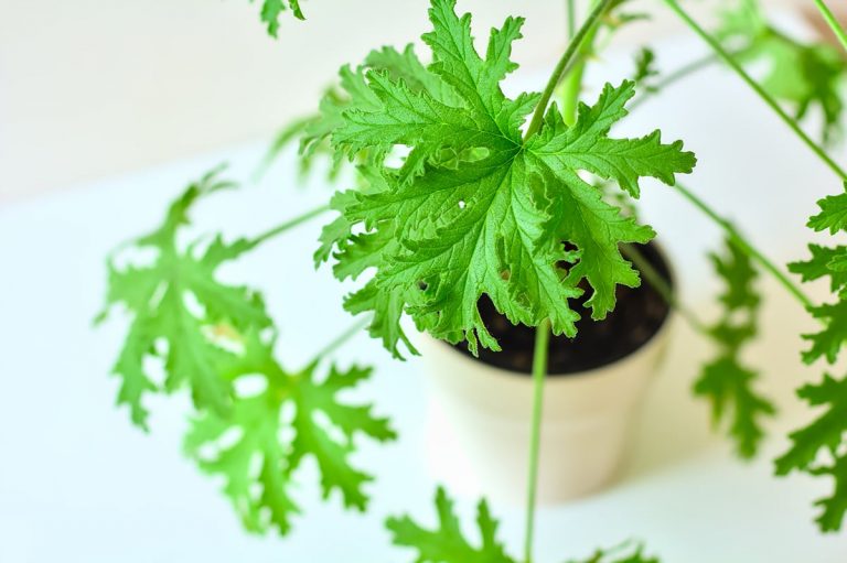 20 Fragrant Indoor Plants That Smell Good - Plantglossary