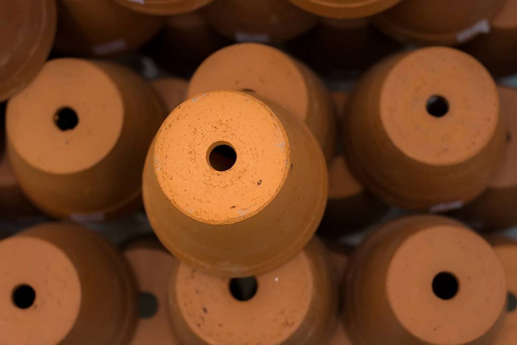 How to Grow Apple Trees in Pots – A Ultimate Guide - Plantglossary