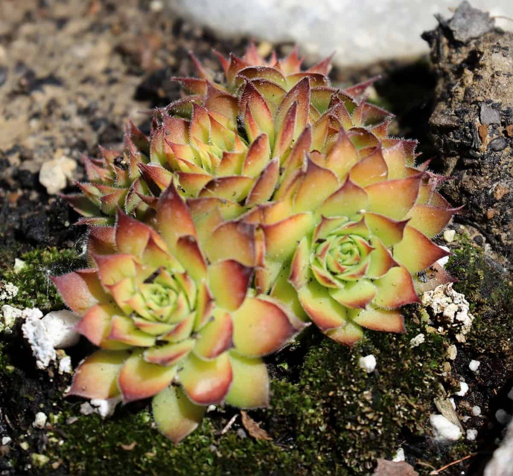 30 Stunning Varieties of Hens and Chicks - Plantglossary