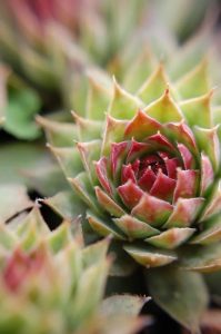 30 Stunning Varieties of Hens and Chicks - Plantglossary