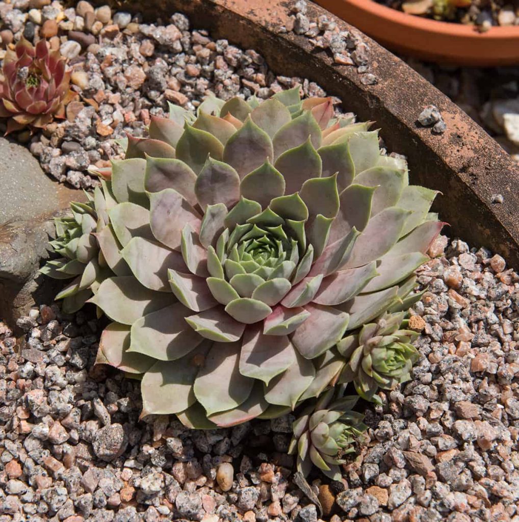 30 Stunning Varieties of Hens and Chicks - Plantglossary