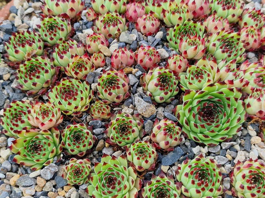 30 Stunning Varieties of Hens and Chicks - Plantglossary