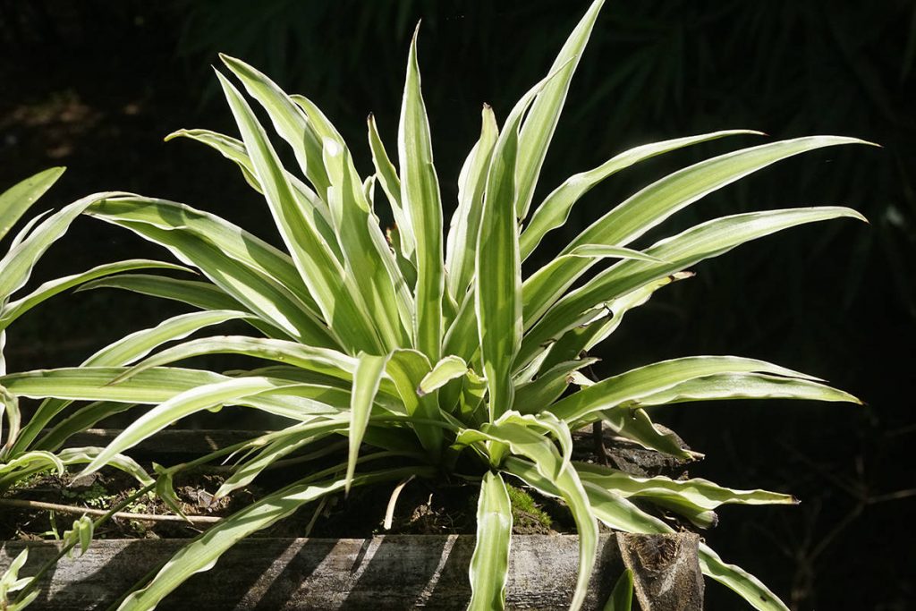 18 Fantastic Fast-Growing Houseplants - Plantglossary