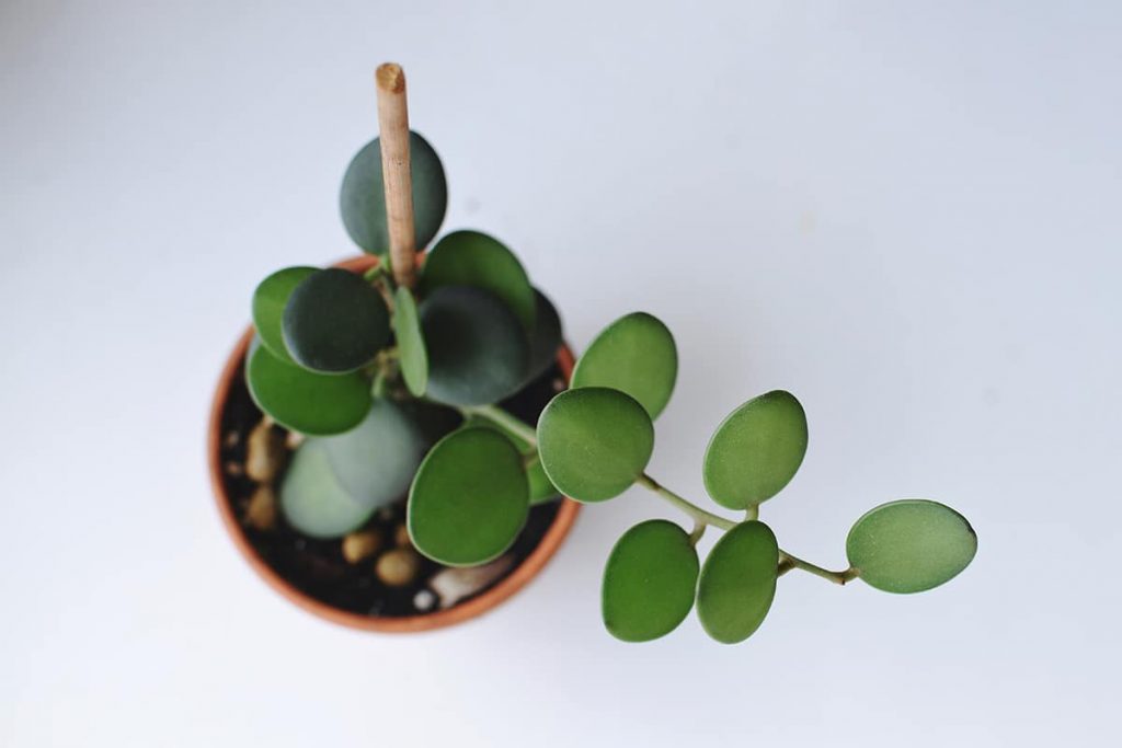 9 Succulents That Attract Money - Plantglossary