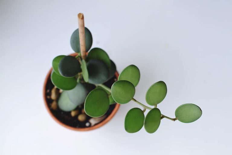 9 Succulents That Attract Money - Plantglossary