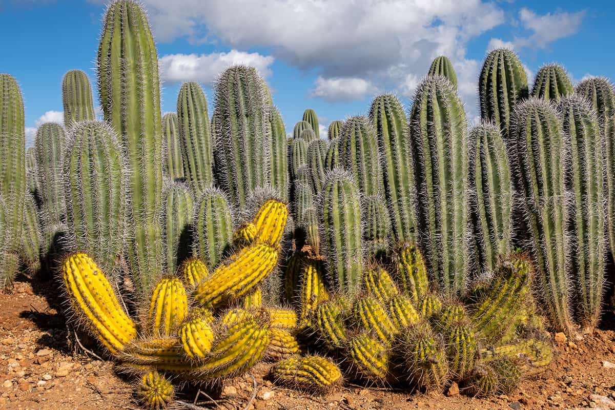 20 Fun and Interesting Succulent Facts - Plantglossary
