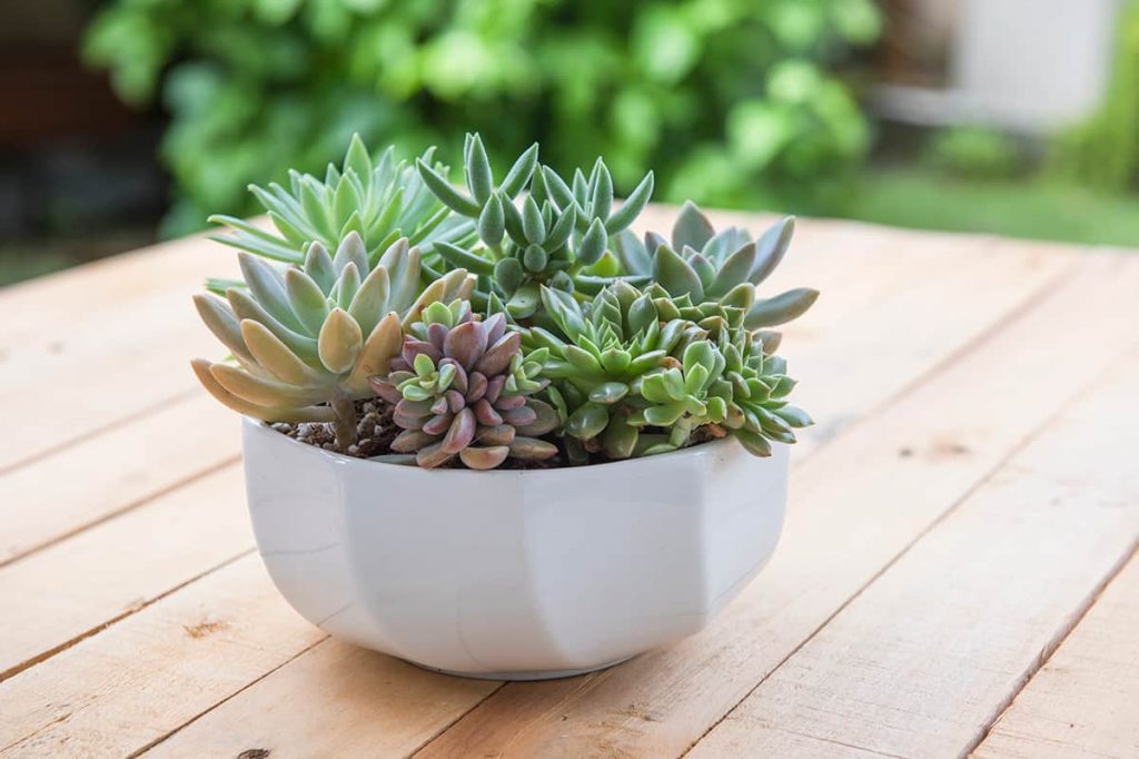 20 Fun and Interesting Succulent Facts - Plantglossary