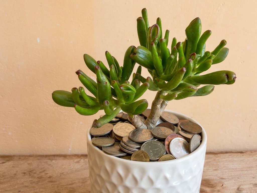 9 Succulents That Attract Money - Plantglossary