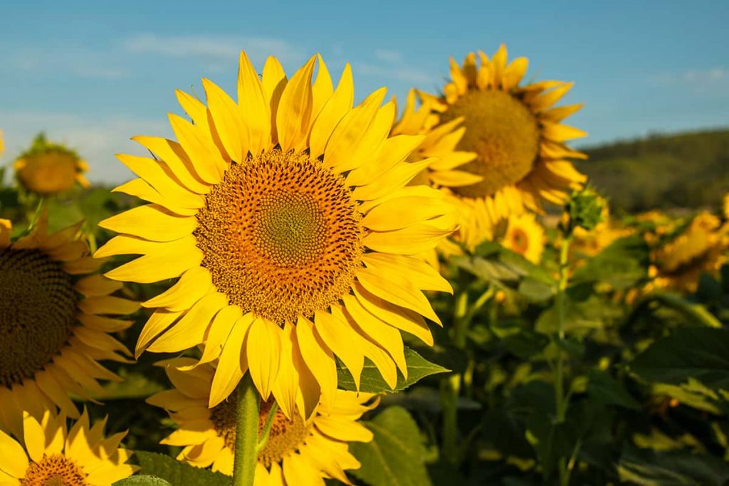 Plants That Grow Big and Have Huge Flowers - Plantglossary