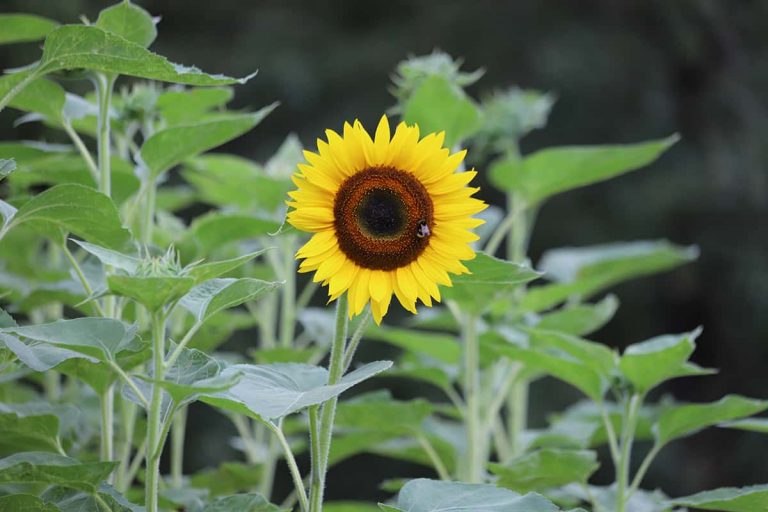 20 Self-Seeding Plants for an Effortless Garden Year After Year ...