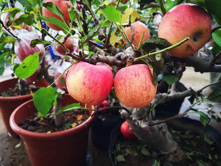 How to Grow Apple Trees in Pots – A Ultimate Guide - Plantglossary