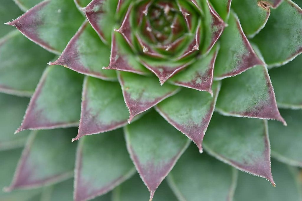 20 Fun and Interesting Succulent Facts - Plantglossary