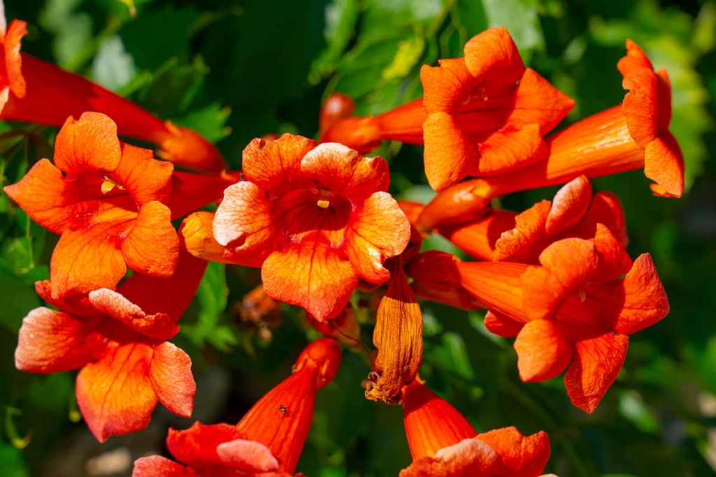 Plants That Grow Big and Have Huge Flowers - Plantglossary