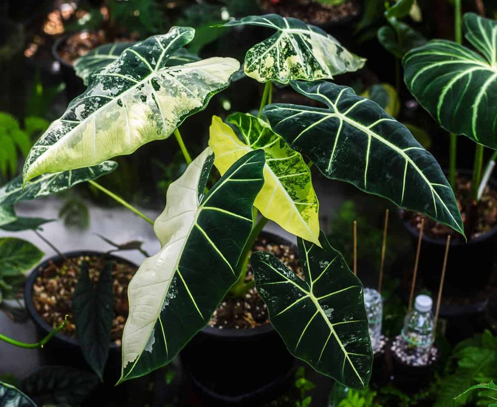 11 Most Expensive Houseplants That You May Not Know - Plantglossary