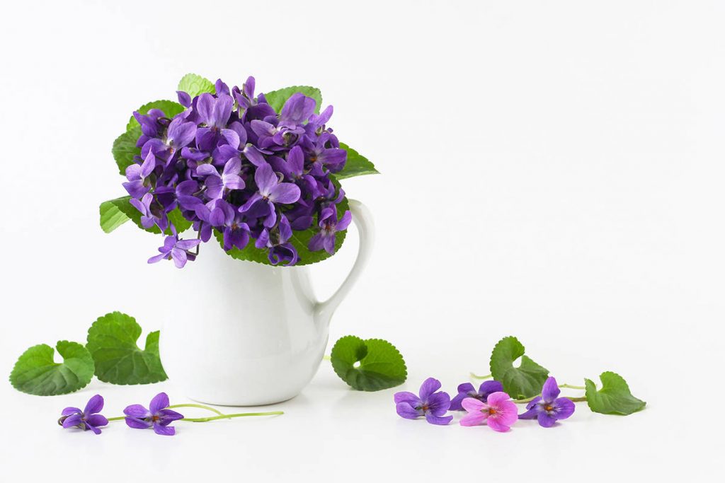 20 Fragrant Indoor Plants That Smell Good - Plantglossary