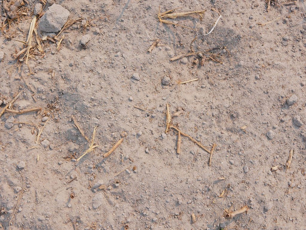 21 Hardy Plants that Thrive in Poor Soil - Plantglossary