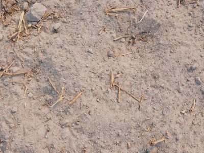 21 Hardy Plants that Thrive in Poor Soil - Plantglossary