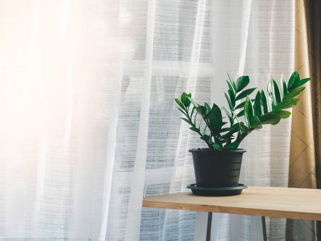 21 Houseplants That Can Grow Without Sunlight - Plantglossary