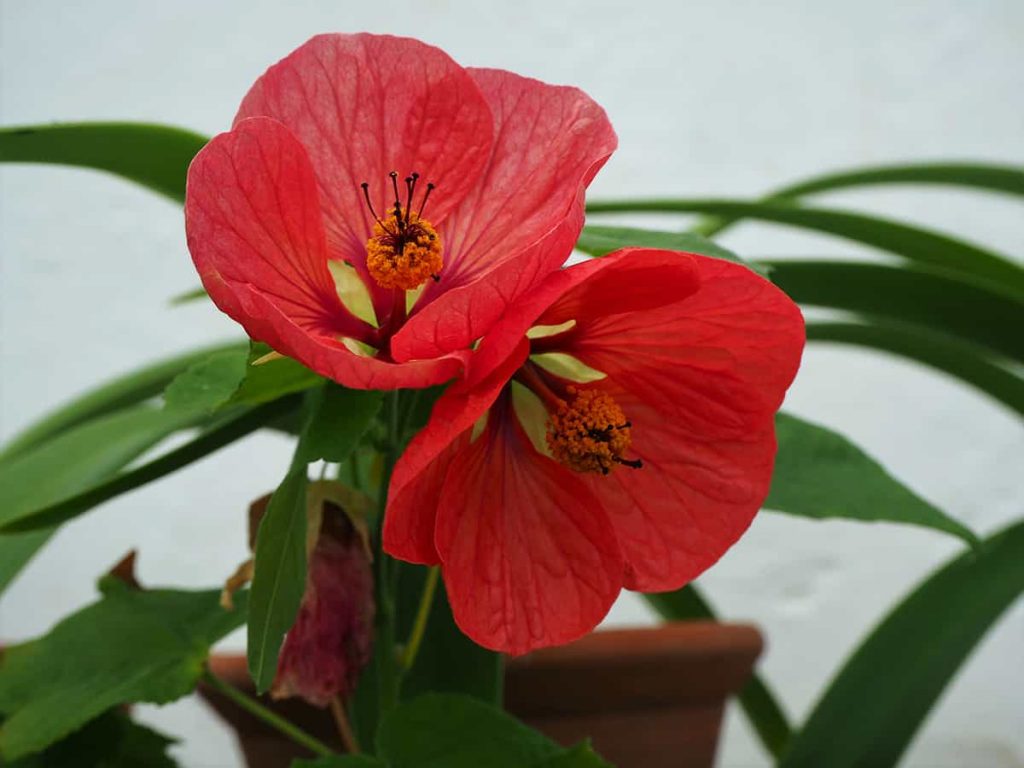 12 Outdoor Plants You Can Turn Into Houseplants - Plantglossary
