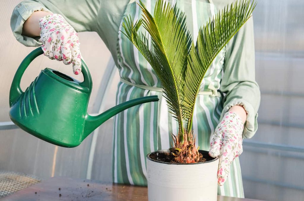 When and How to Leach Your Houseplants - Plantglossary