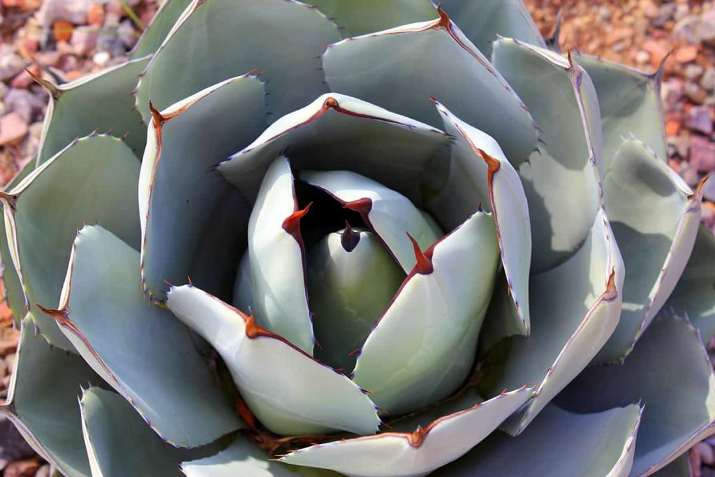 15 Succulents With Orange Flowers For a Vibrant Space - Plantglossary
