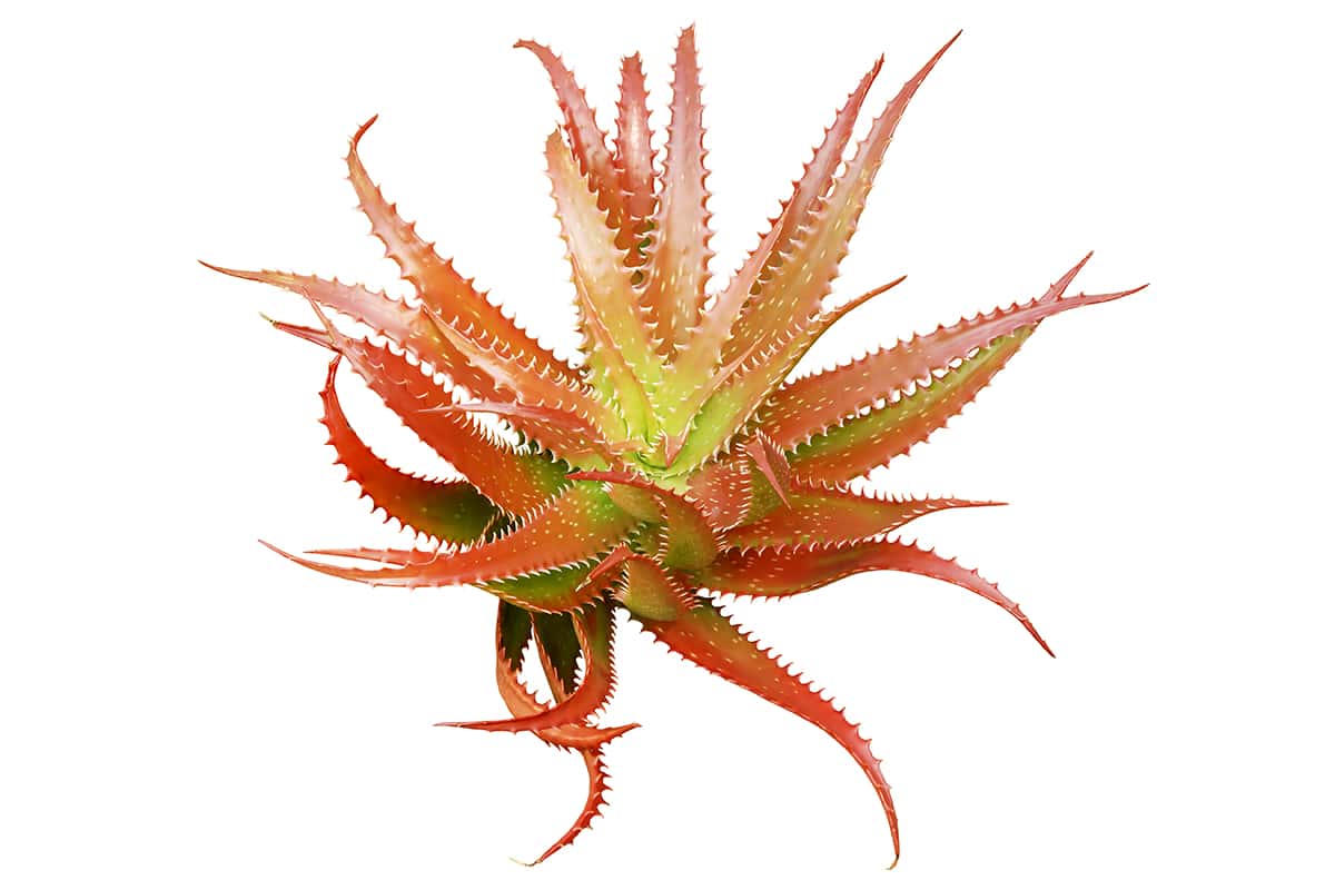 15 Succulents With Orange Flowers For a Vibrant Space - Plantglossary