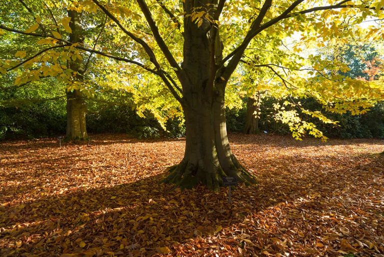15 Best Trees to Plant for Shade and Privacy - Plantglossary