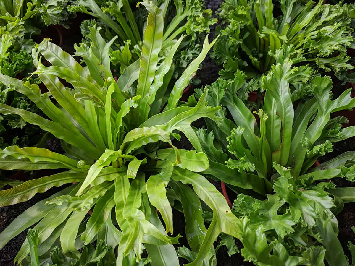 Ultimate Guide to Crispy Wave Fern Care - Plantglossary