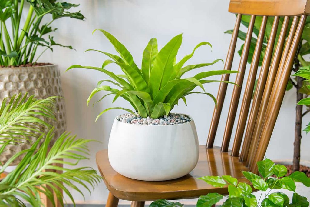 Ultimate Guide to Crispy Wave Fern Care - Plantglossary