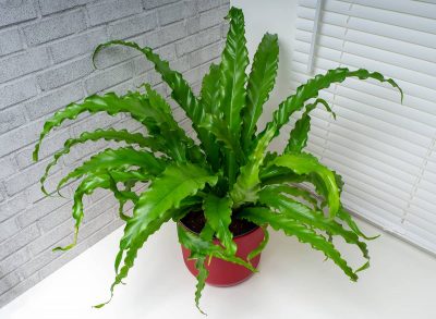 Ultimate Guide to Crispy Wave Fern Care - Plantglossary