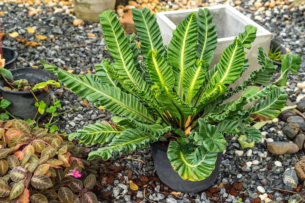 Ultimate Guide to Crispy Wave Fern Care - Plantglossary