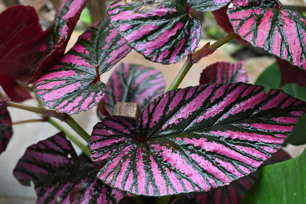 21 Purple Houseplants For a Vibrant Space - Plantglossary