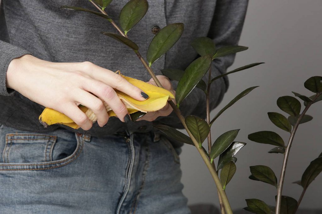 Why You Need to Clean Dust Off Houseplants and How to Do This ...