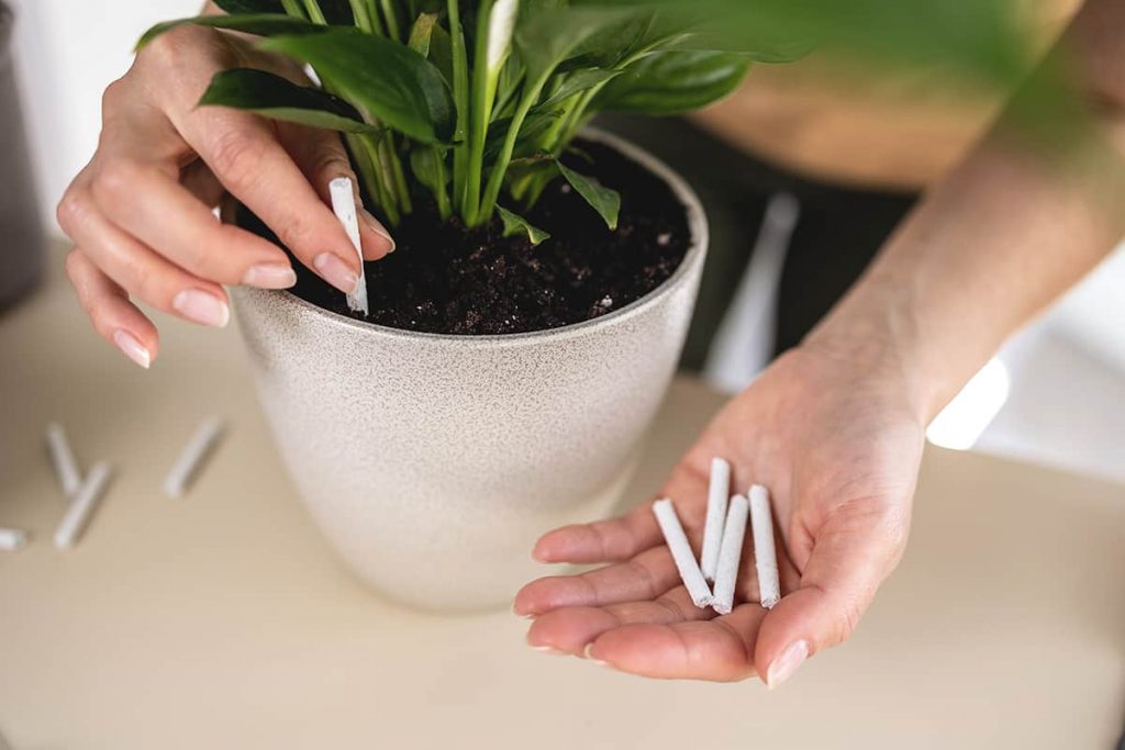 How to Grow and Care for a Peace Lily – A Complete Guide - Plantglossary