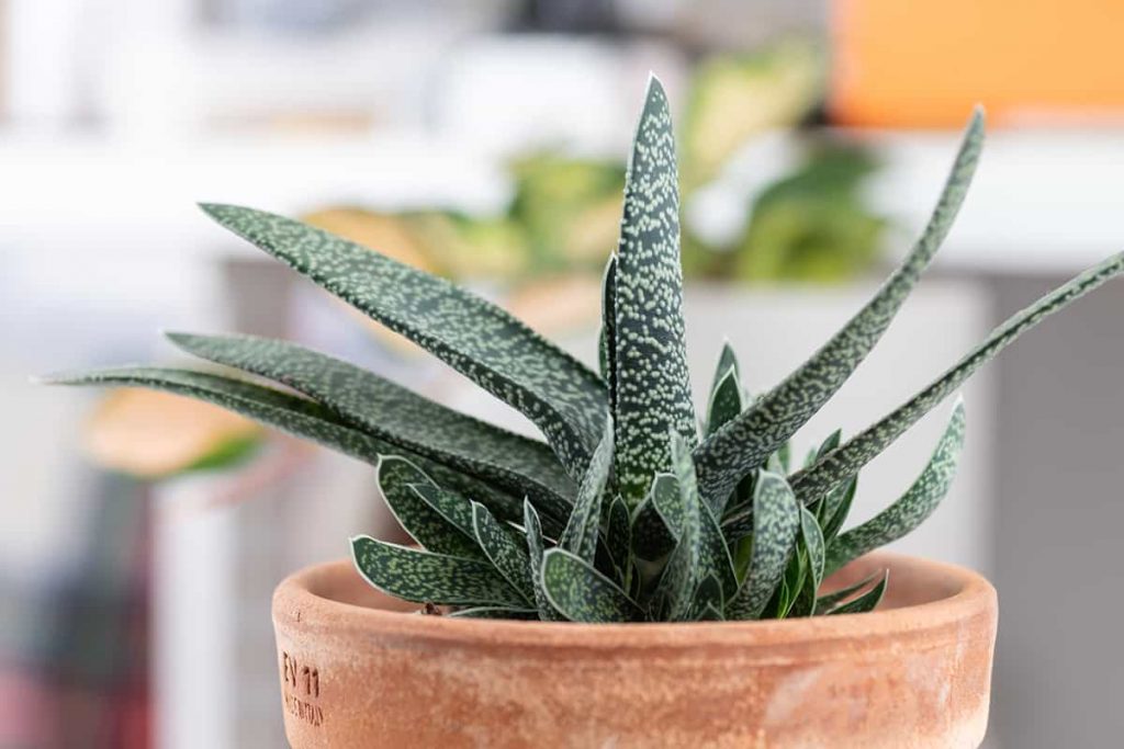 25 Flowering Succulents for Indoor and Outdoor Beauty - Plantglossary