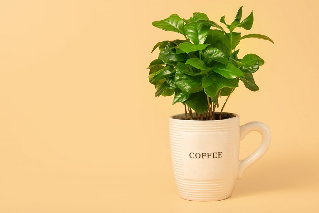 How to Grow a Coffee Plant Indoors - Plantglossary