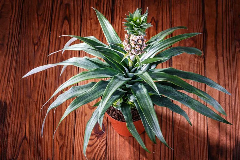 How to Grow a Pineapple Plant from a Pineapple Top - Plantglossary