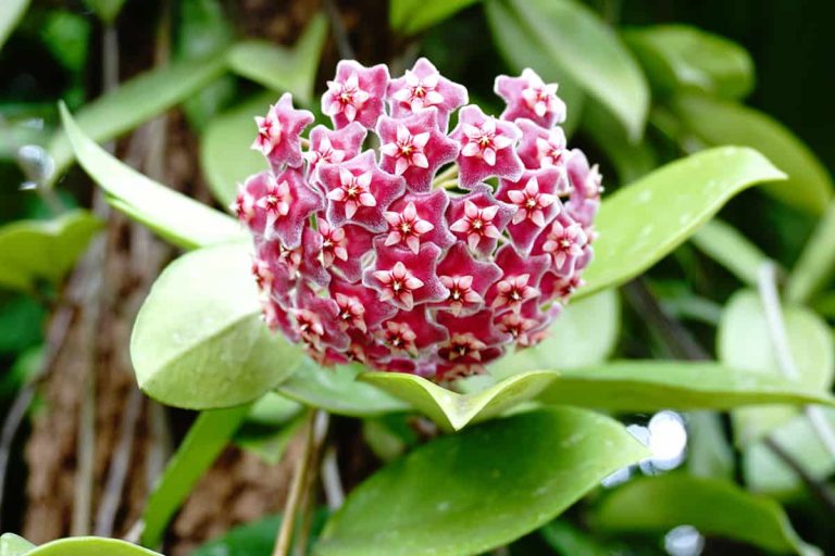 A Complete Guide to Growing and Caring For a Hoya Plant - Plantglossary