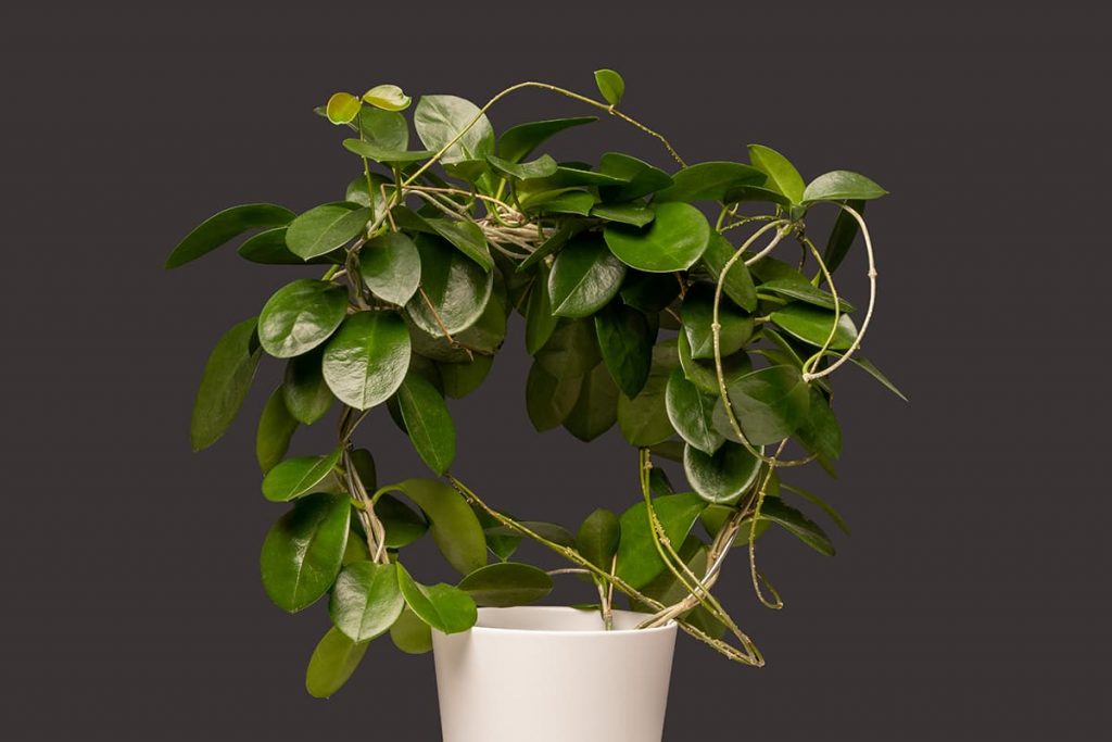 A Complete Guide to Growing and Caring For a Hoya Plant - Plantglossary