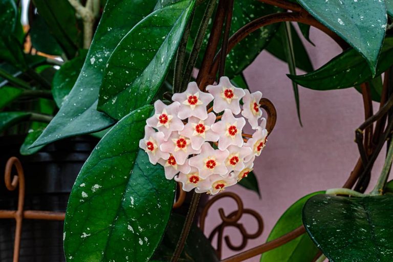 A Complete Guide to Growing and Caring For a Hoya Plant - Plantglossary