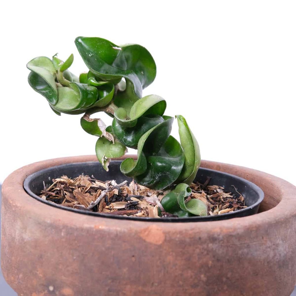 A Complete Guide to Growing and Caring For a Hoya Plant - Plantglossary
