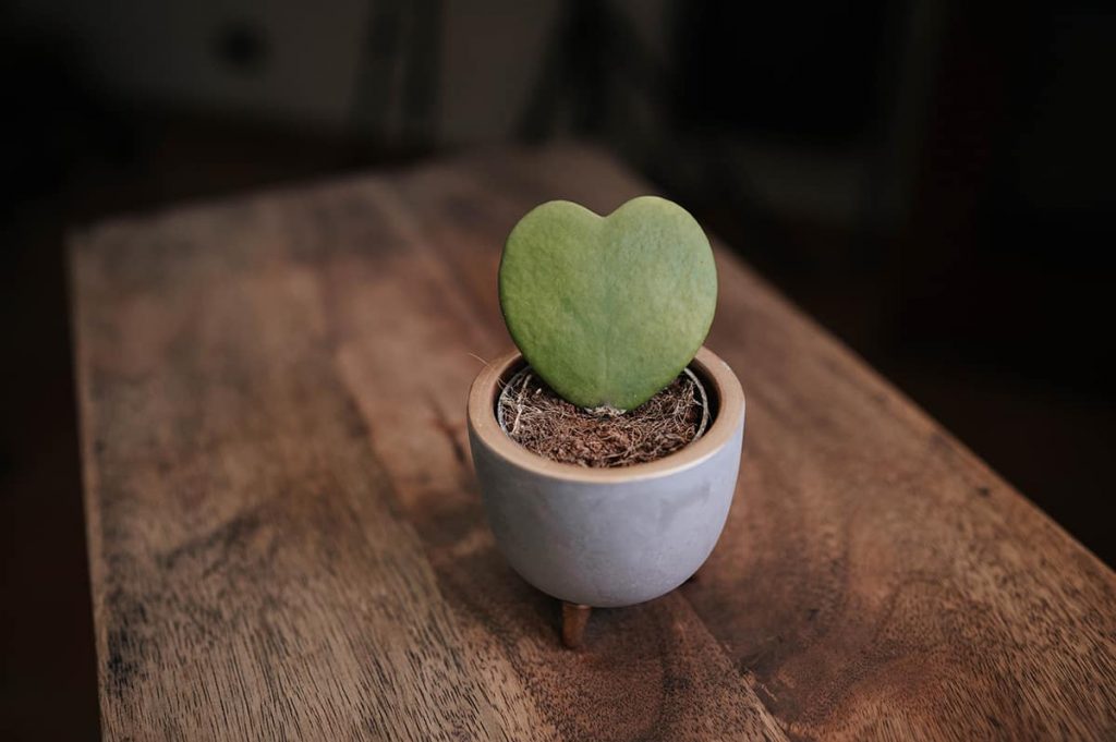A Complete Guide to Growing and Caring For a Hoya Plant - Plantglossary
