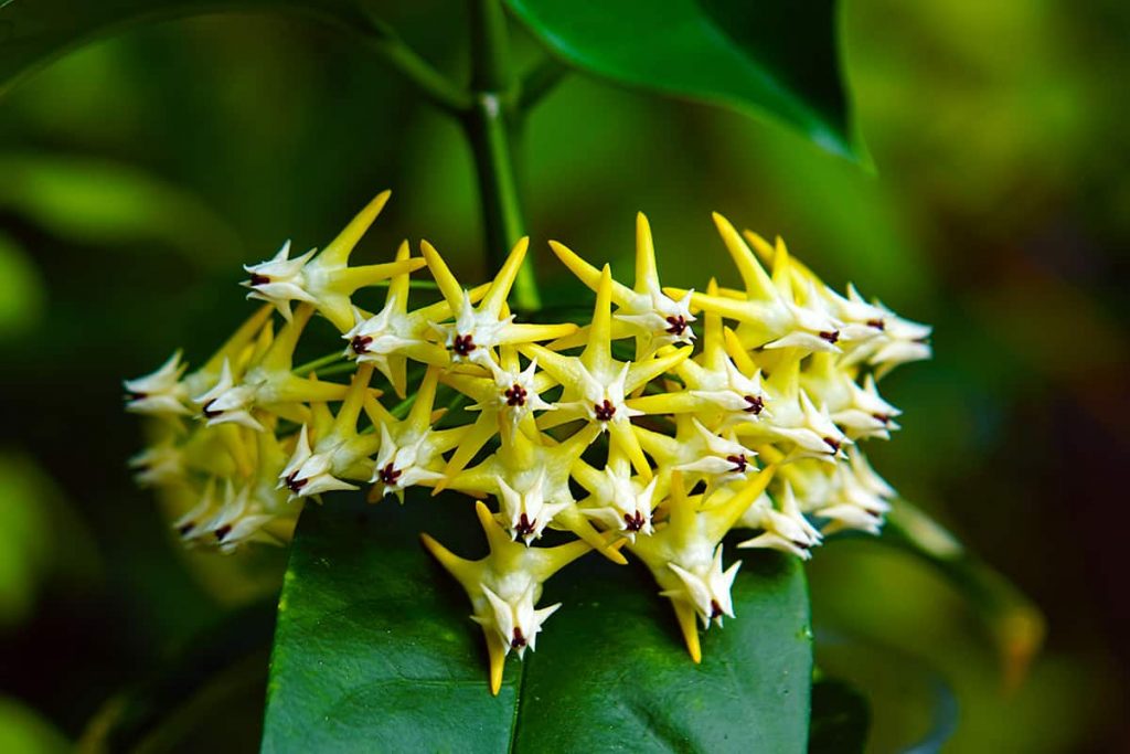 A Complete Guide to Growing and Caring For a Hoya Plant - Plantglossary