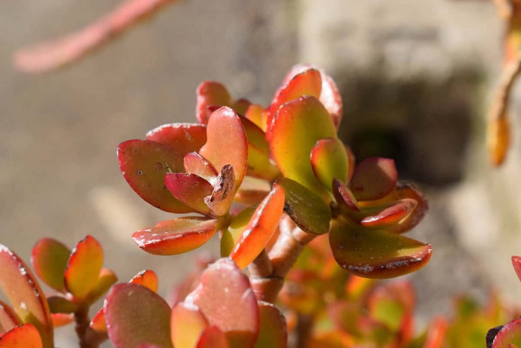 How to Get Red Tips on a Jade Plant - Plantglossary