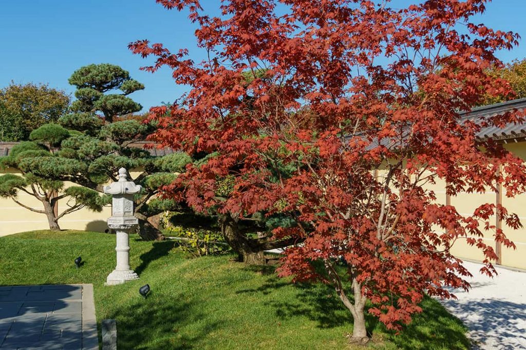 15 Best Trees to Plant for Shade and Privacy - Plantglossary