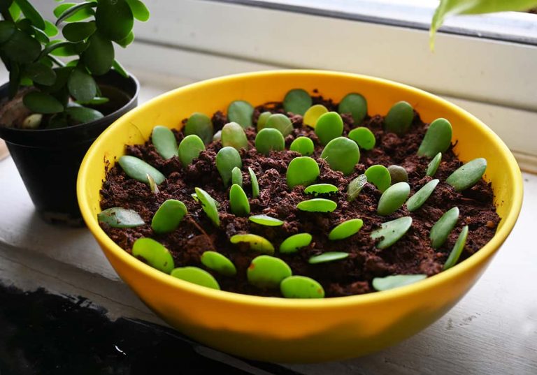 How To Propagate a Jade Plant From Cuttings or Divisions - Plantglossary